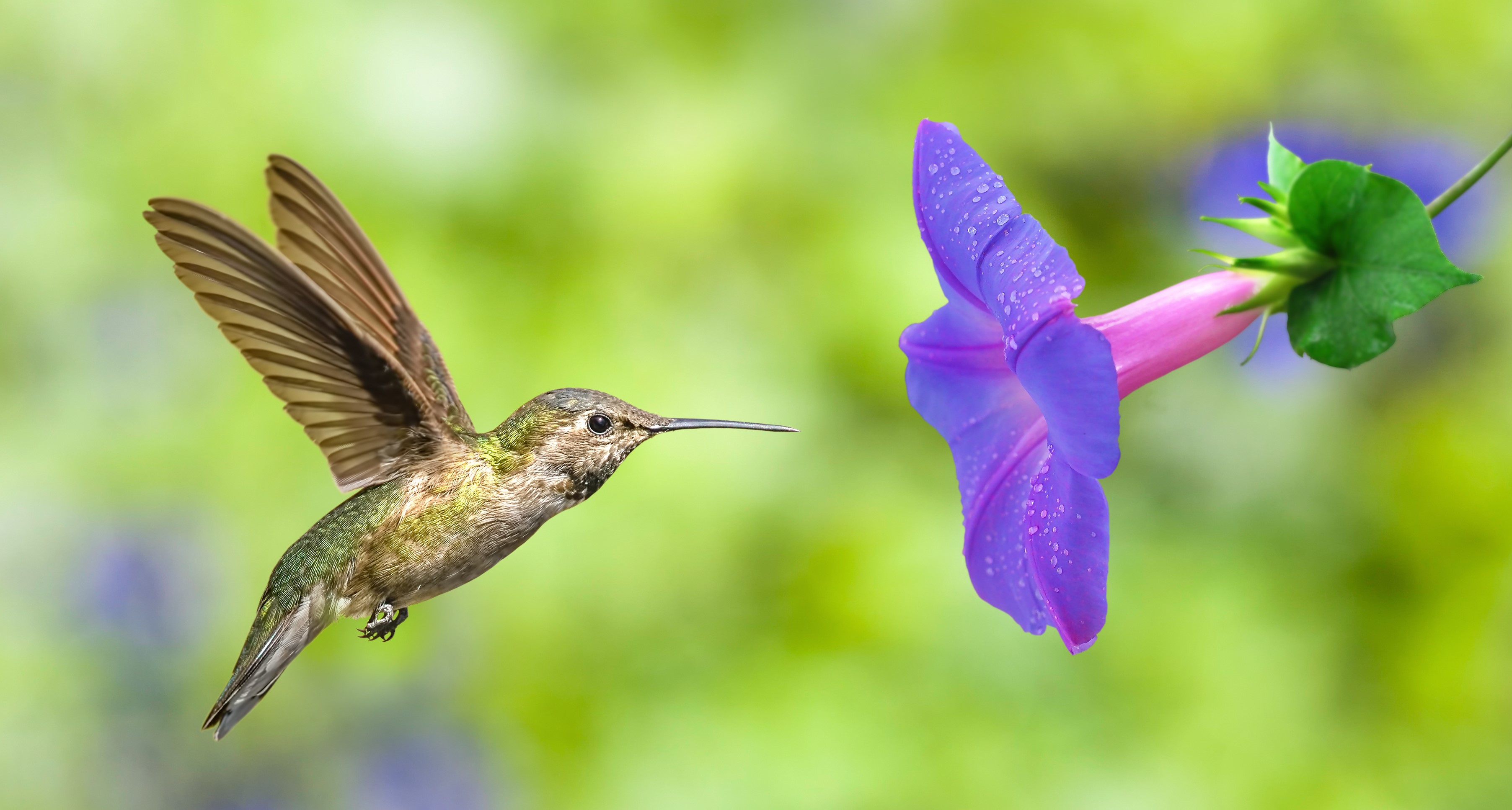 Ruby-throated Hummingbird over bright green background - Western ...