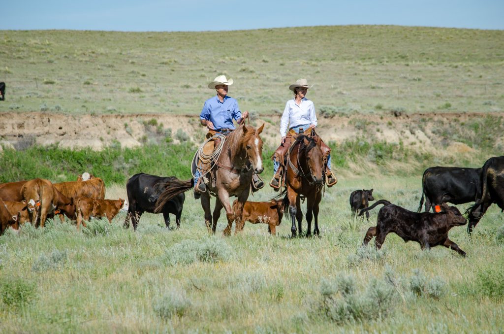 Case Study: Flying Diamond Ranch – Western Landowners Alliance