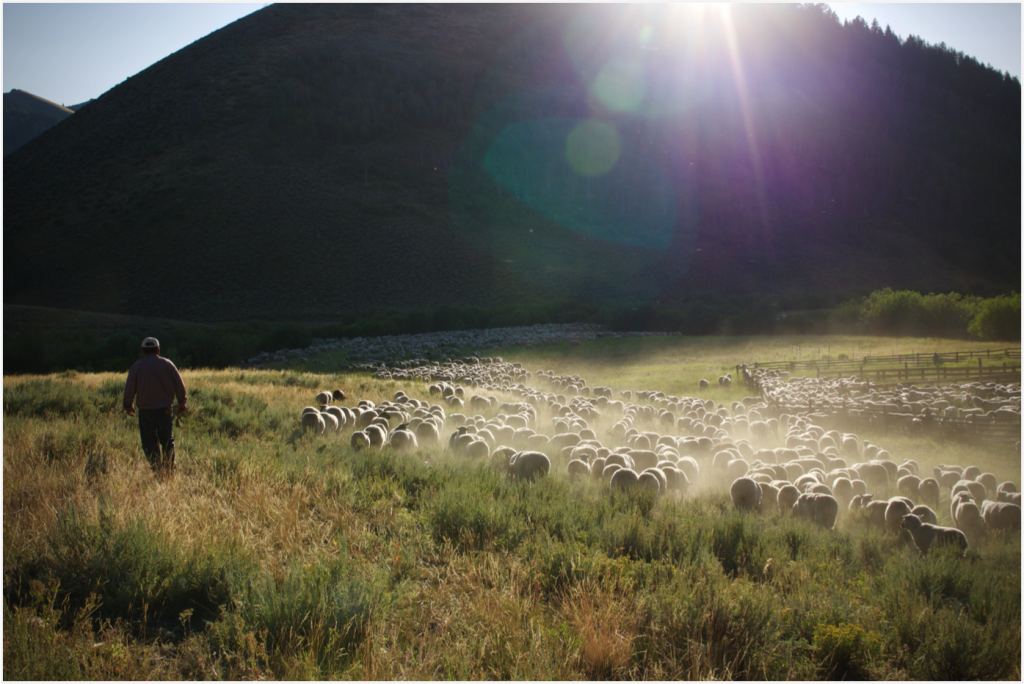 Herder&sheep_Lava Lake copy – Western Landowners Alliance